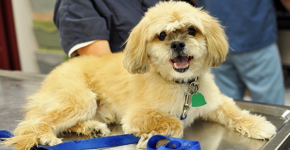 Senior Citizens and Pet Care Expenses